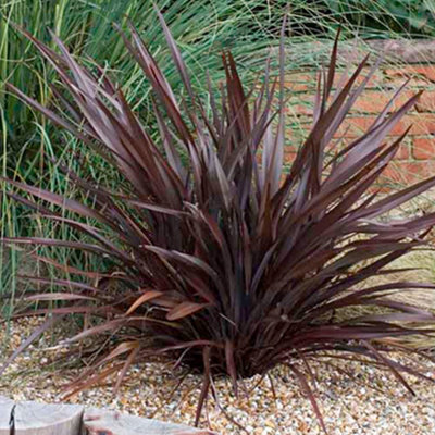 Phormium Bronze Baby Garden Plant - Rich Bronze-Colored Foliage ...