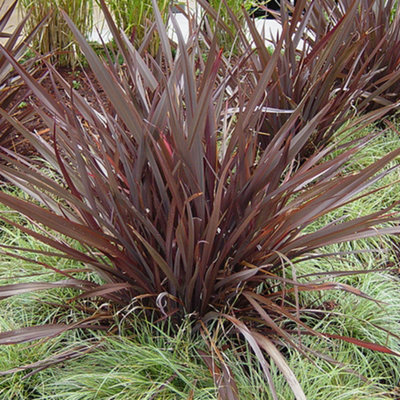 Phormium Bronze Baby Garden Plant - Rich Bronze-Colored Foliage ...