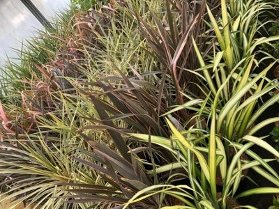 Phormium Cookianum Tricolor Evergreen Specimen Shrub Plant Large 30 ...