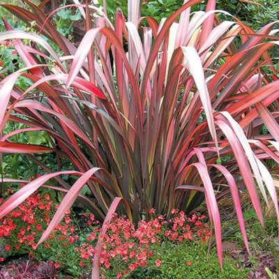 Phormium Evening Glow Garden Plant - Vibrant Red and Pink Foliage ...