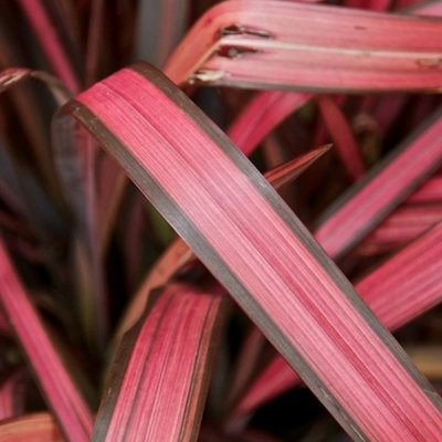 Phormium Evening Glow Garden Plant - Vibrant Red and Pink Foliage ...