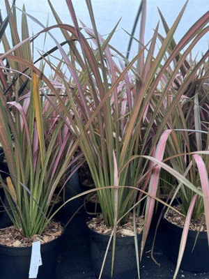 Phormium Jester Evergreen Shrub Extra Large 2.5-3ft Instant Plant in a ...