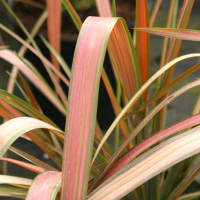 Phormium Jester Garden Plant - Colorful Striped Foliage, Compact Size ...