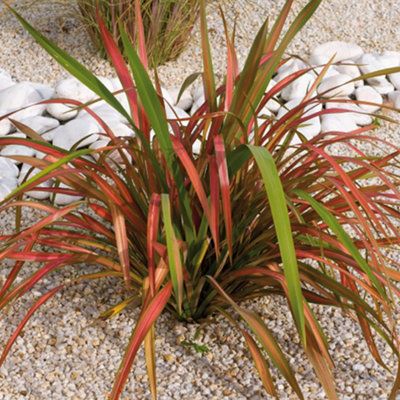 Phormium Jester Plant - Evergreen Vibrant Foliage, Hardy Garden Plants ...