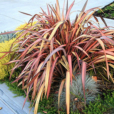 Phormium Jester Plant - Evergreen Vibrant Foliage, Hardy Garden Plants ...