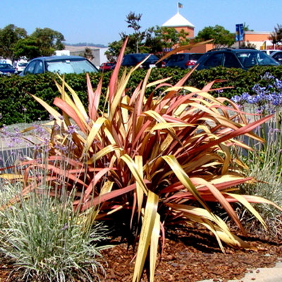Phormium Jester Plant - Evergreen Vibrant Foliage, Hardy Garden Plants ...