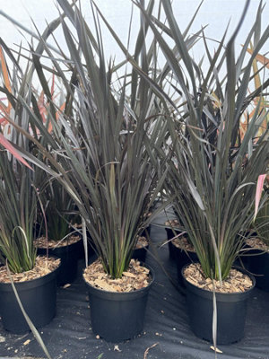 Phormium Platts Black Evergreen Shrub Extra Large 3-4ft Instant Plant ...