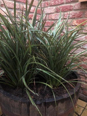 Phormium Surfer New Zealand Flax Evergreen Specimen Shrub Plant Large ...