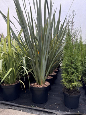 Phormium Tenax Evergreen Shrub Extra Large 4ft Instant Plant in a 10 ...