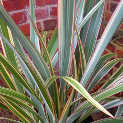 phormium tricolor