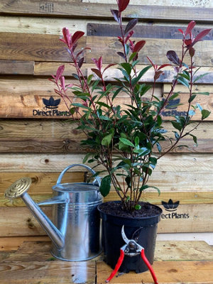 Photinia Carre Rouge Red Robin Plant Extra Large 2-3ft Tall in a 7.5 ...