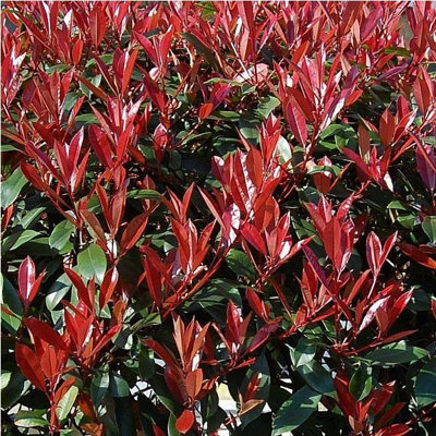 Photinia Carre Rouge Red Robin Plant Extra Large 2-3ft Tall in a 7.5 ...