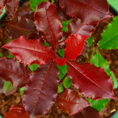 Photinia fras. Magical Volcano 3 Litre Potted Plant x 1