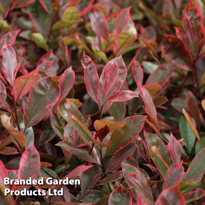 Photinia Fraseri Louise (PBR) 3 Litre Potted Plant x 1 | DIY at B&Q