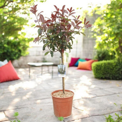 Photinia Magical Volcano Patio Tree in 7L Pot - 1m Lollipop Stem ...
