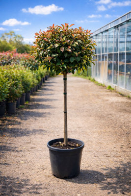 Photinia Red Robin 1/2 Standard 80/90cm stem 60cm plus head.