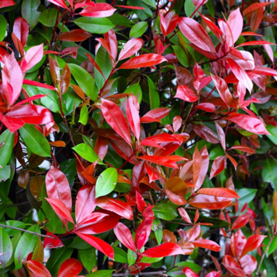Photinia Red Robin Bushy Evergreen Hardy Shrub Garden Hedging Plant in ...