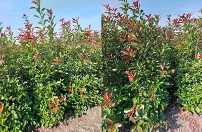 Photinia Red Robin Hedging Plants x15 6-7ft Full Pallet of Rootball Trees