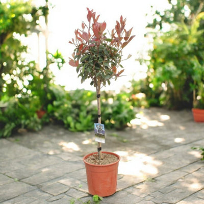 Photinia Red Robin Patio Tree in 7L Pot - 1m Lollipop Stem Christmas ...