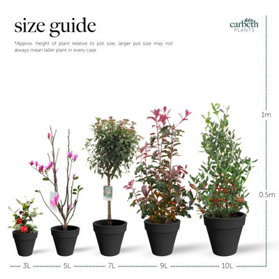 Photinia Red Robin Patio Tree in 7L Pot - 1m Lollipop Stem Christmas ...