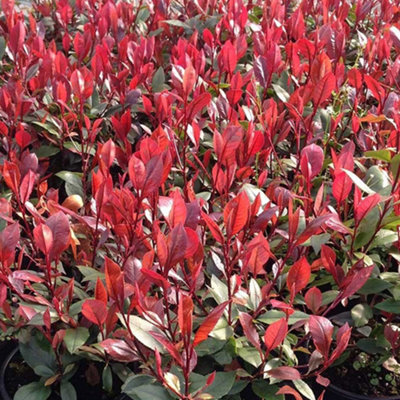 Photinia Red Robin Tree - Fiery Red Foliage, Evergreen, Ivory White ...