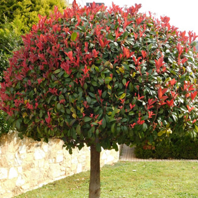 Buy Photinia Red Robin - Vibrant Red Foliage, Fast-Growing Hedging ...