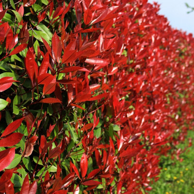Photinia Red Robin - Vibrant Red Foliage, Fast-Growing Hedging Plants ...