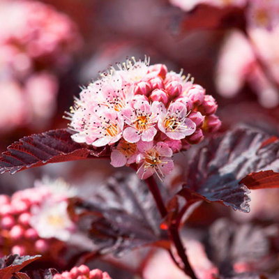 Physocarpus Lady In Red Plant