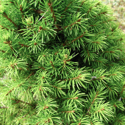 Picea Conica Garden Plant - Compact Conical Shape, Dwarf Size (20-30cm ...