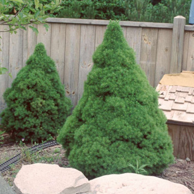 Picea Conica Garden Plant - Compact Conical Shape, Dwarf Size (20-30cm ...