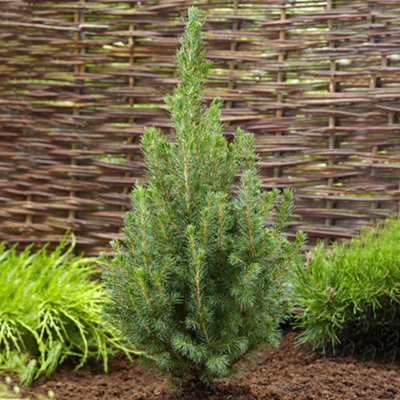 Picea Conica Garden Plant - Compact Conical Shape, Dwarf Size (20-30cm ...