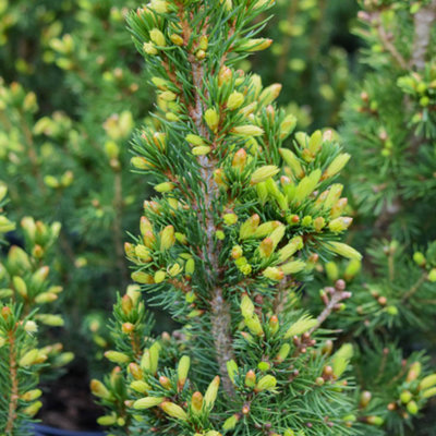 Picea Daisys White Garden Plant - Compact Growth, Vibrant Foliage ...
