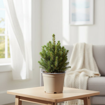 Picea Gl Alberta Globe Pot size 15 Cm Height 25 Dwarf Spruce Indoor ...