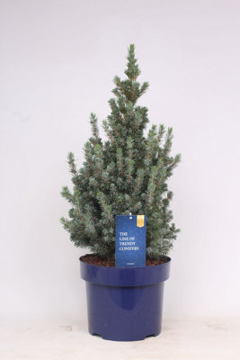 Picea Gl Sander's Blue, 23cm Pot Size, 55cm Tall, Spruce