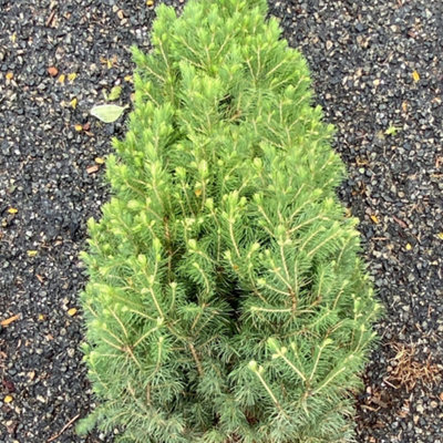 Picea Glauca Conica 1-2ft Pot Grown Mini Christmas Tree Compact Dwarf ...