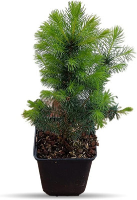 Picea Glauca 'Conica' 35-45cm Tall - Dwarf Conical White Spruce Tree ...