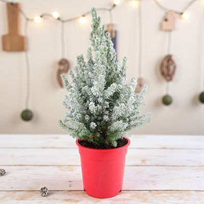 Picea glauca Conica Christmas Tree in 3L Pot With Snow - Real Pot Grown ...