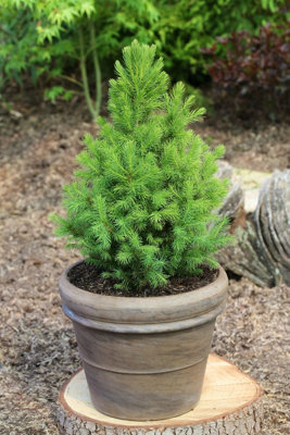 Picea glauca Conica Christmas Tree in 3L Pot Without Snow - Real Pot ...