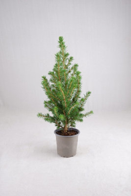Picea glauca Conica Christmas Tree in 9cm Pot Without Snow - Real Pot ...