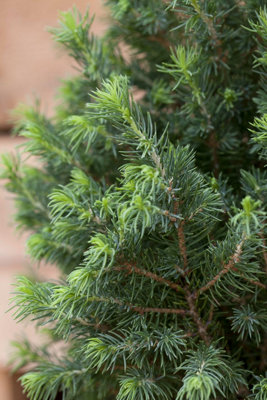 Picea glauca Conica Christmas Tree in 9cm Pot Without Snow - Real Pot ...