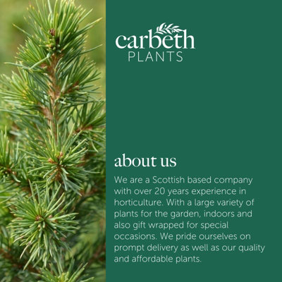 Picea glauca Conica Christmas Tree in 9cm Pot Without Snow - Real Pot ...