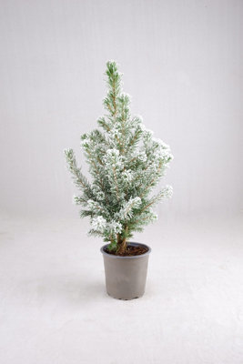 Picea glauca Conica Christmas Tree With Snow in 9cm Pot - Real Pot ...