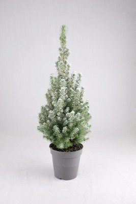 Buy Picea glauca Perfecta Christmas Tree With Snow in 13cm Pot - Real ...