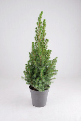 Picea glauca Perfecta Christmas Tree Without Snow in 13cm Pot - Real ...