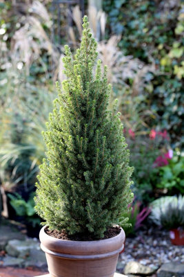 Picea glauca Perfecta Gift Wrapped With Snow - Real Pot Grown Christmas ...