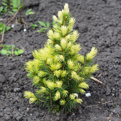 Picea glauca Rainbows End Dwarf Spruce Yellow New Growth Hardy ...