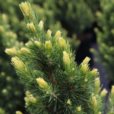Picea glauca Rainbows End Dwarf Spruce Yellow New Growth Hardy ...