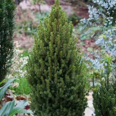 Picea perfecta 5 Litre Potted Plant x 2