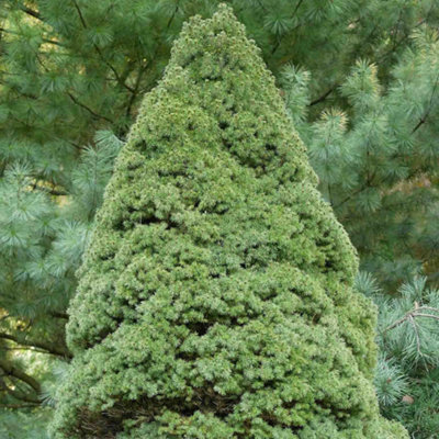 Picea Rainbows End Garden Plant - Vibrant Green Turned Yellow Foliage ...