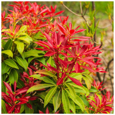 Pieris 'Forest Flame' 15-20cm Tall In 2L Pot, Evergreen Shrub, Stunning ...